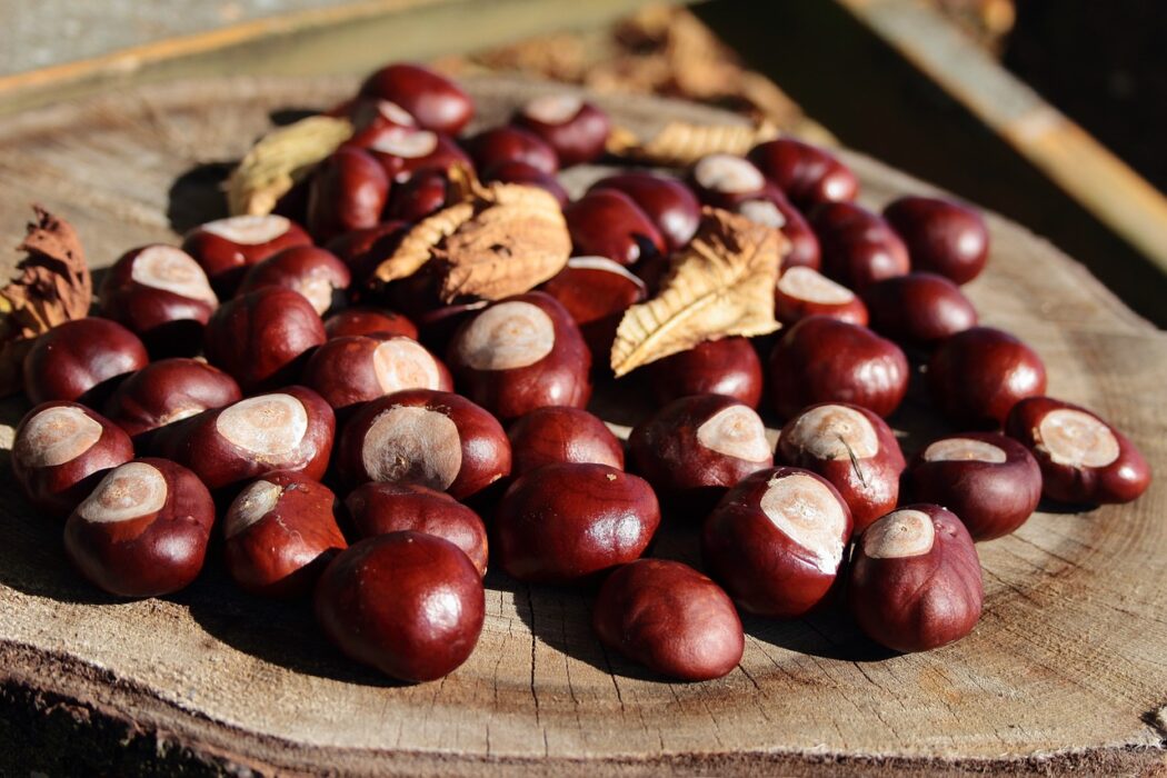 Marrons en conserve : trésors cachés pour des créations gastronomiques